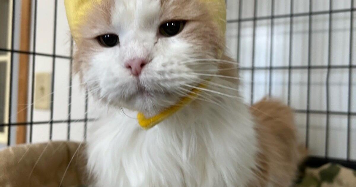 Milo is currently up for adoption at the Pope County Humane Society ...