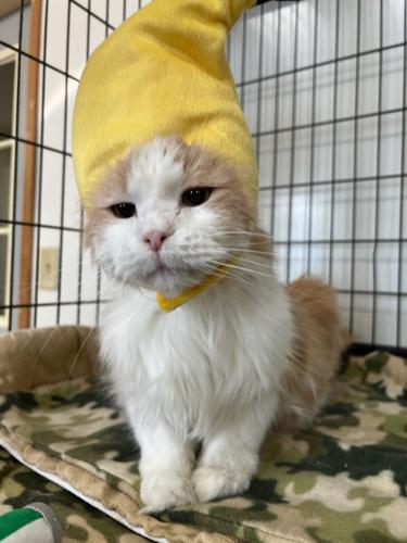 Milo is currently up for adoption at the Pope County Humane Society ...