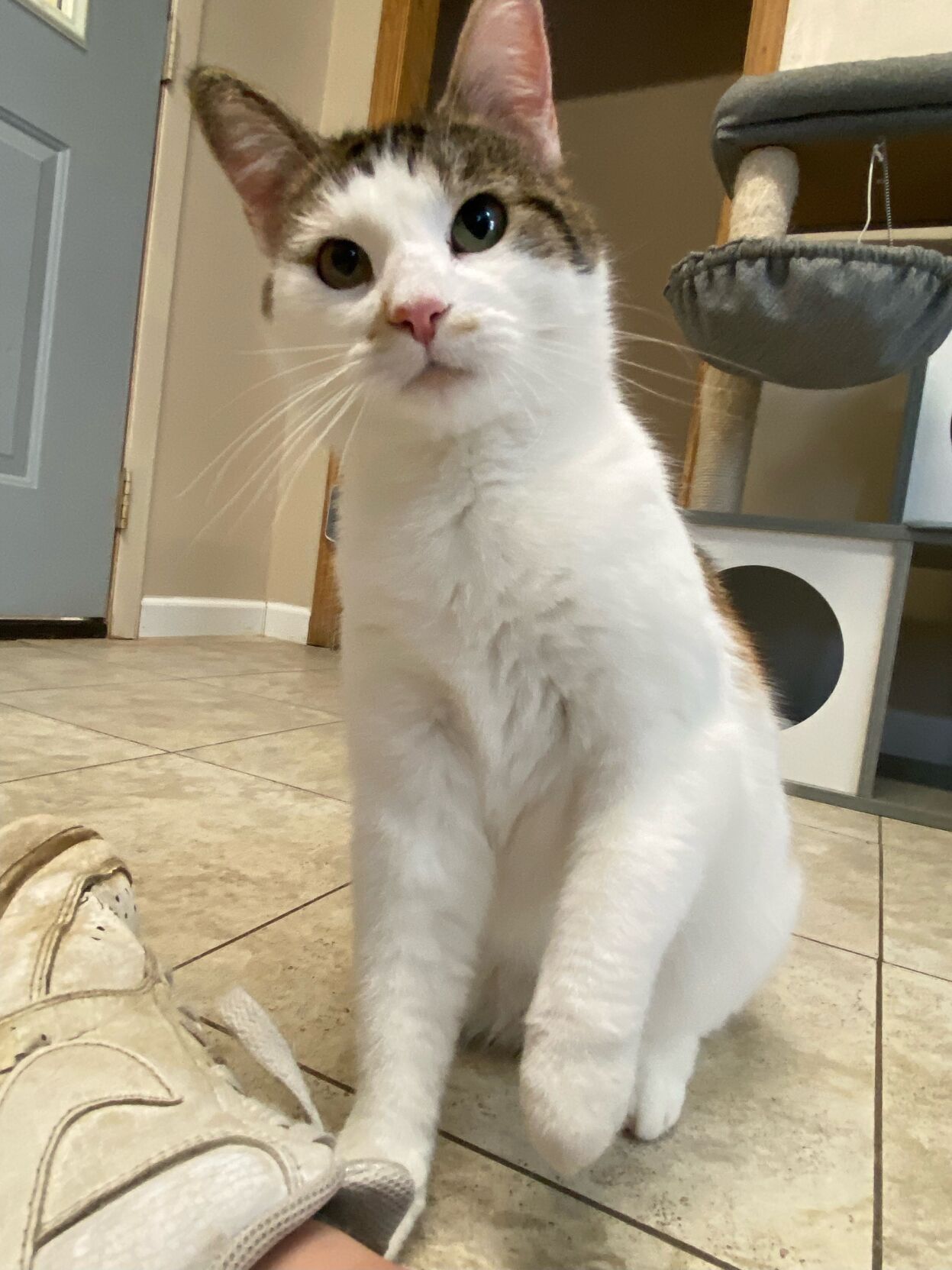 Callie is our Pet of the Week at the Pope County Humane Society | Local ...