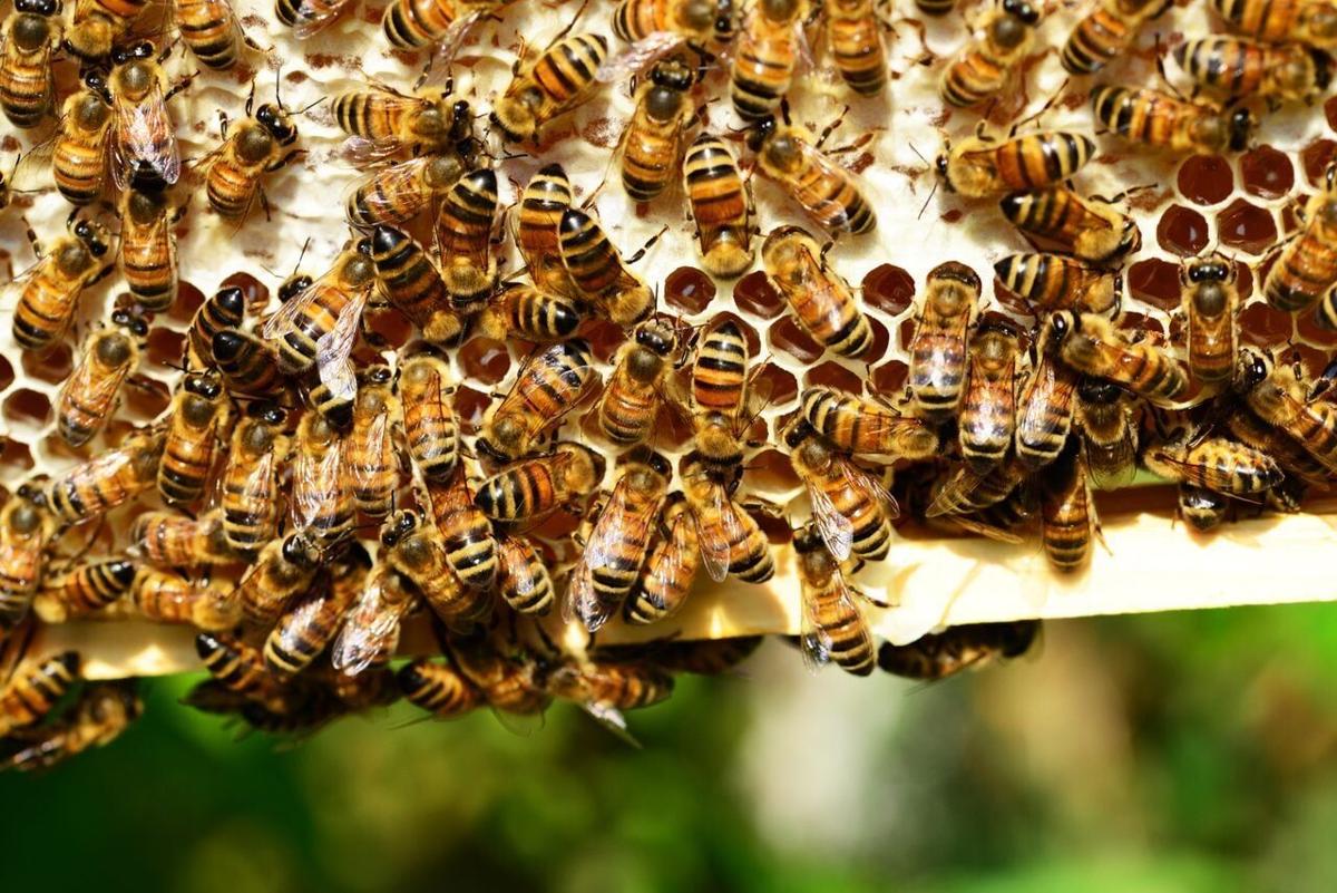 Bumblebees able to problem solve despite having tiny brains | National ...