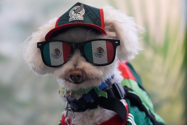 Rescue dog Osito steals hearts at the World Cup, one bike ride at a ...
