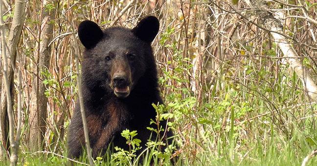 Bears becoming more common throughout Minnesota including in the area ...
