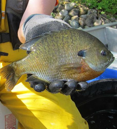 DNR seeking to improve sunfish size quality | Outdoor ...