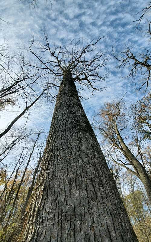 Man is killed when a tree falls on him in Wadena County | Local News ...