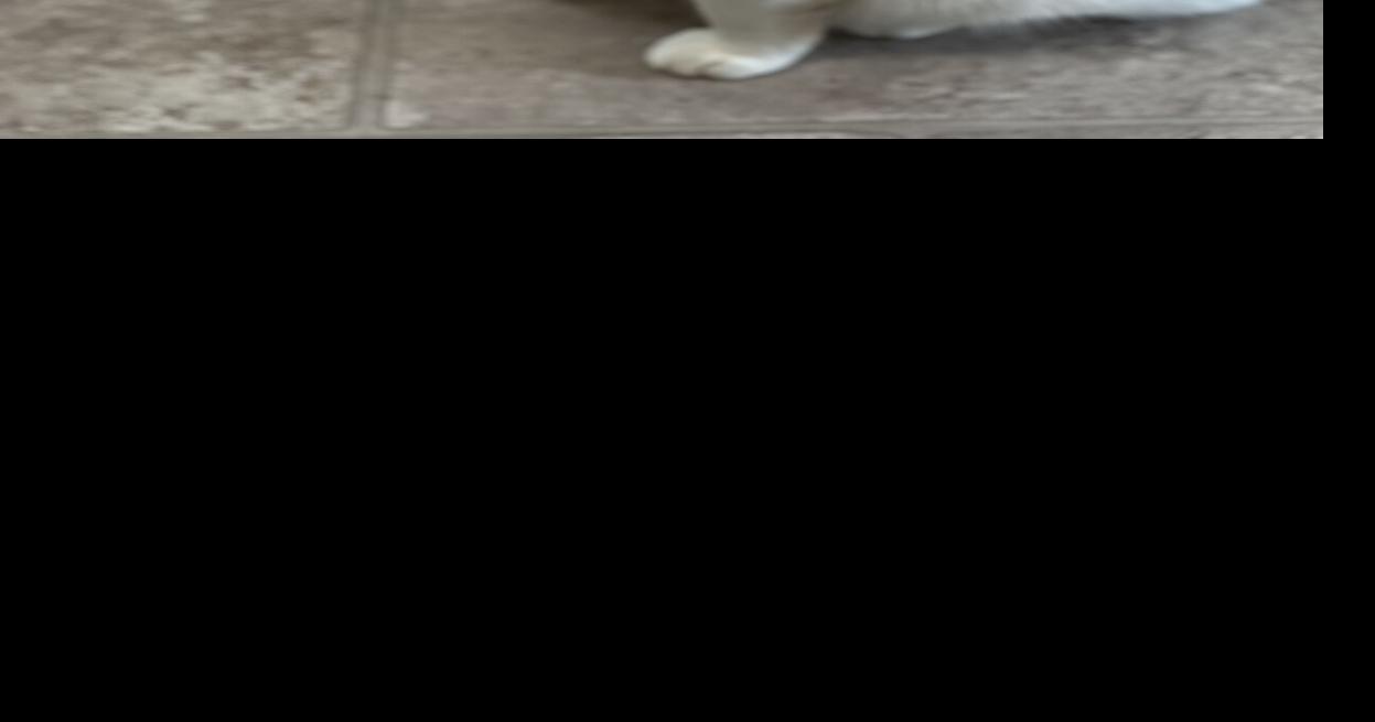 Mary Ellen is our Pet of the Week from the Pope County Humane Society ...