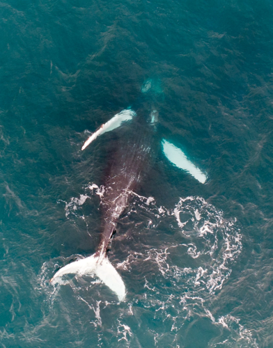 ‘One-in-a-million’ drone photos finally reveal famous whale’s gender ...
