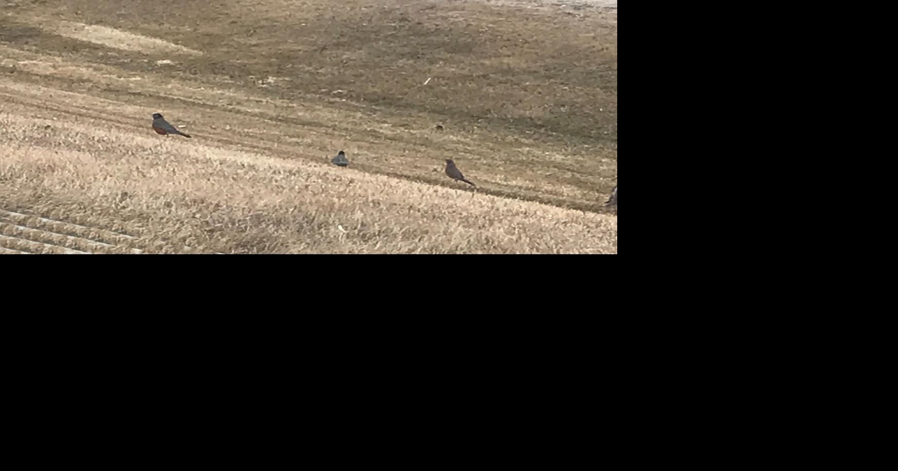 Robins return to Minnesota despite heavy snow in the forecast | Local ...