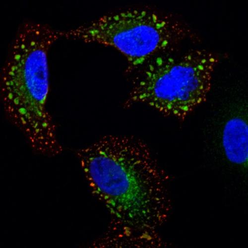‘Accidental’ breakthrough helps develop new ways to prevent flu ...