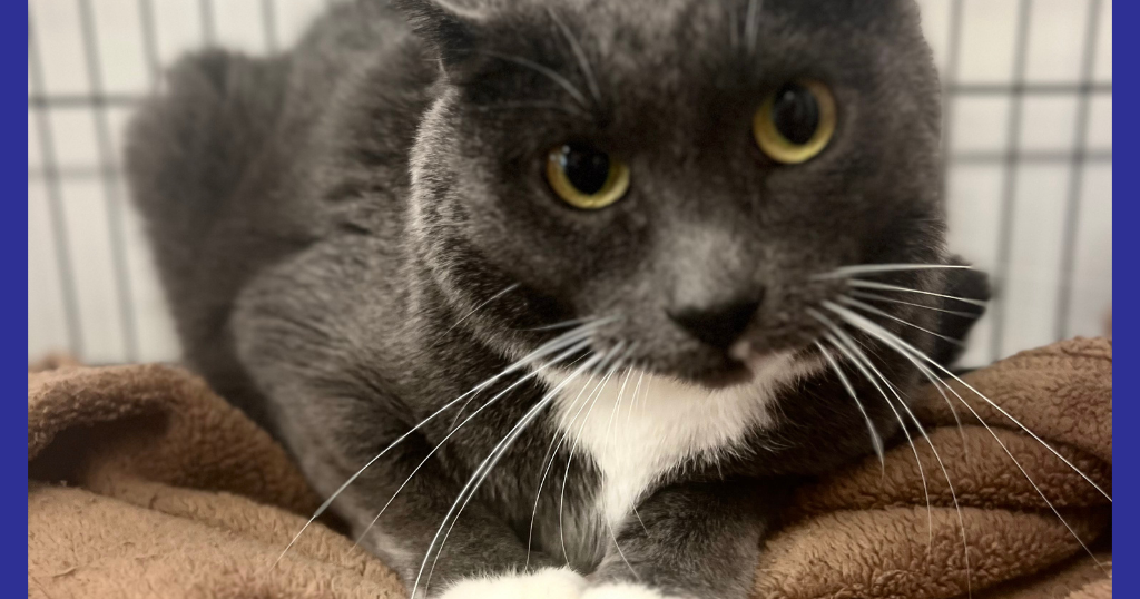 Toby is our Pet of the Week this week from the Pope County Humane ...