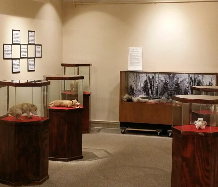 Wolf Exhibit in Place at Runestone Museum | Local News ...