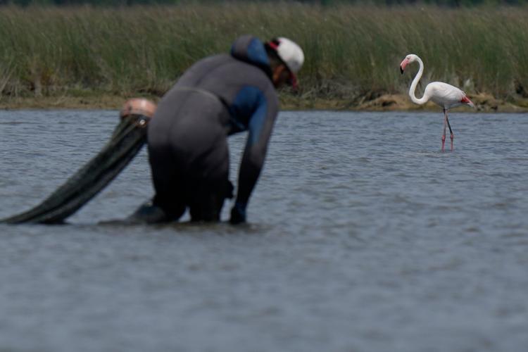 Venice’s growing flamingo population finds refuge in recovering ...