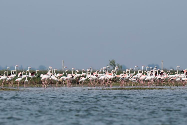 Venice’s growing flamingo population finds refuge in recovering ...