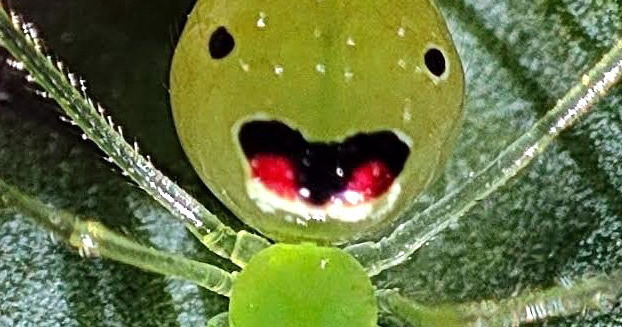 Spider with ‘happy face’ discovered in the Himalayas | National News ...