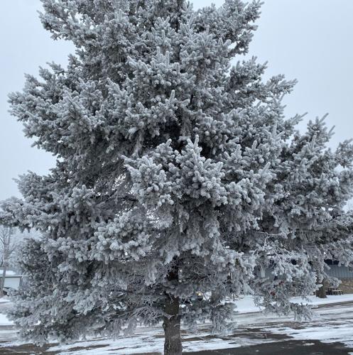 Rime ice forming on area trees, differs from hoar frost | Local News ...