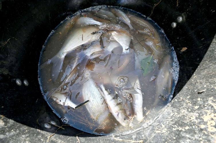 Hundreds of fish rescued from flooded field after dramatic flood ...