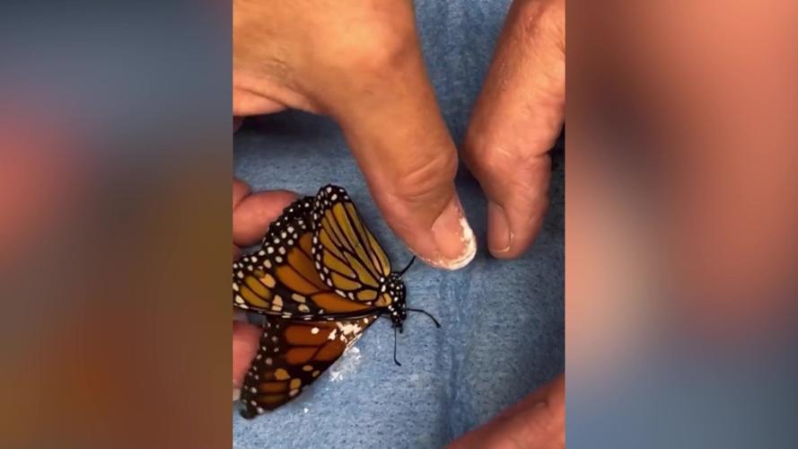 Hurt butterfly can fly again after miraculous wing transplant ...