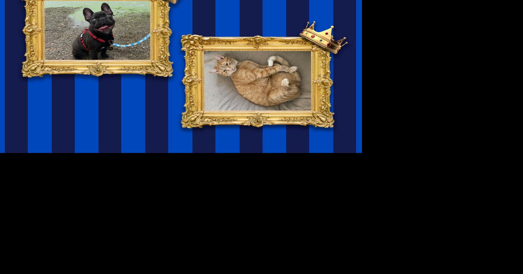 Minnesota cat is close to winning nationwide pet naming contest | Local ...