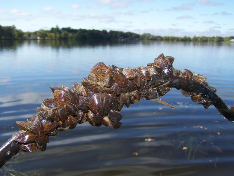 Zebra Mussels Confirmed in Several Central Minnesota Lakes | Outdoor ...