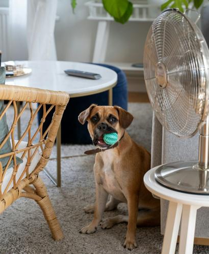 Vet shares 3 hacks to keep your pet cool during a heatwave | National ...