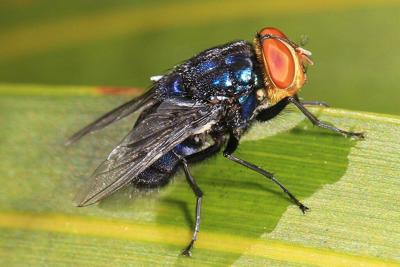 MN Board of Animal Health is monitoring New World Screwworm fly | Local ...