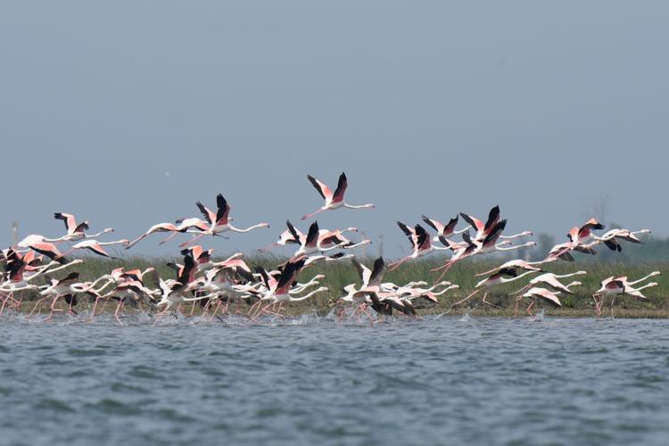 Venice’s growing flamingo population finds refuge in recovering ...