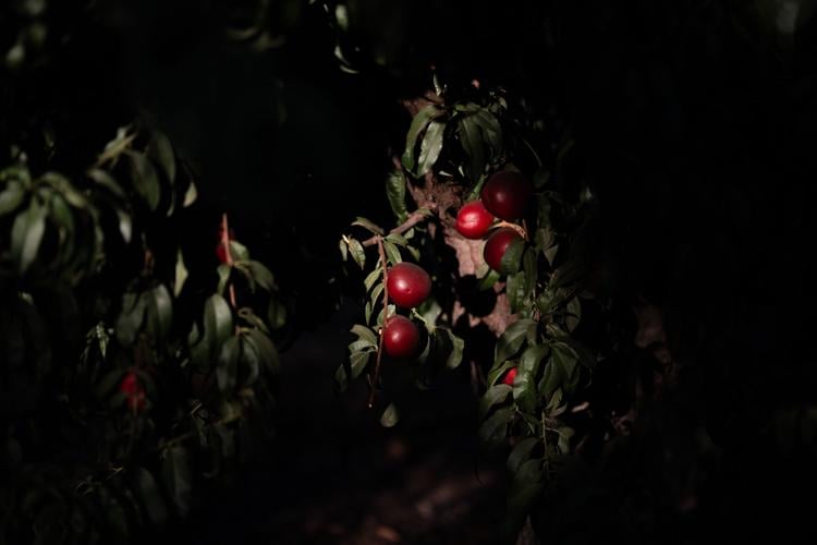 A California farmer gives away free nectarines amid a dispute over ...