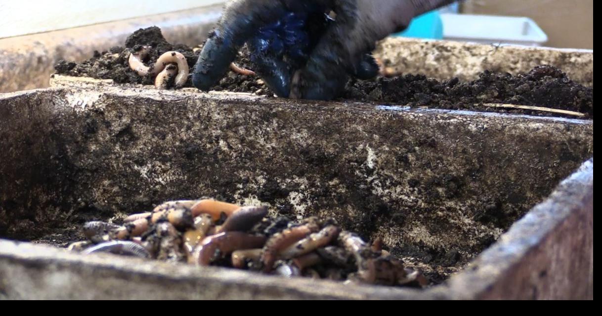 Muskie Farms and Online Bait | Outdoor | voiceofalexandria.com