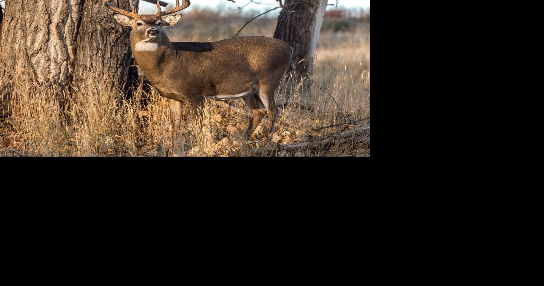 Deer hunting season is underway, big impact on Minnesota economy ...