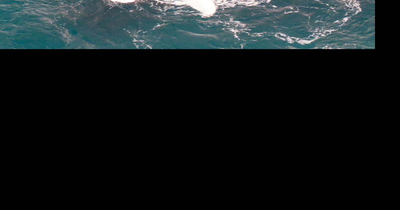 ‘One-in-a-million’ drone photos finally reveal famous whale’s gender ...