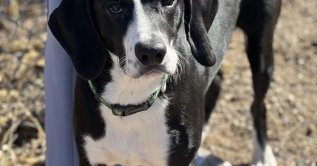 Benji is our Pet of the Week this week with the Pope County Humane ...