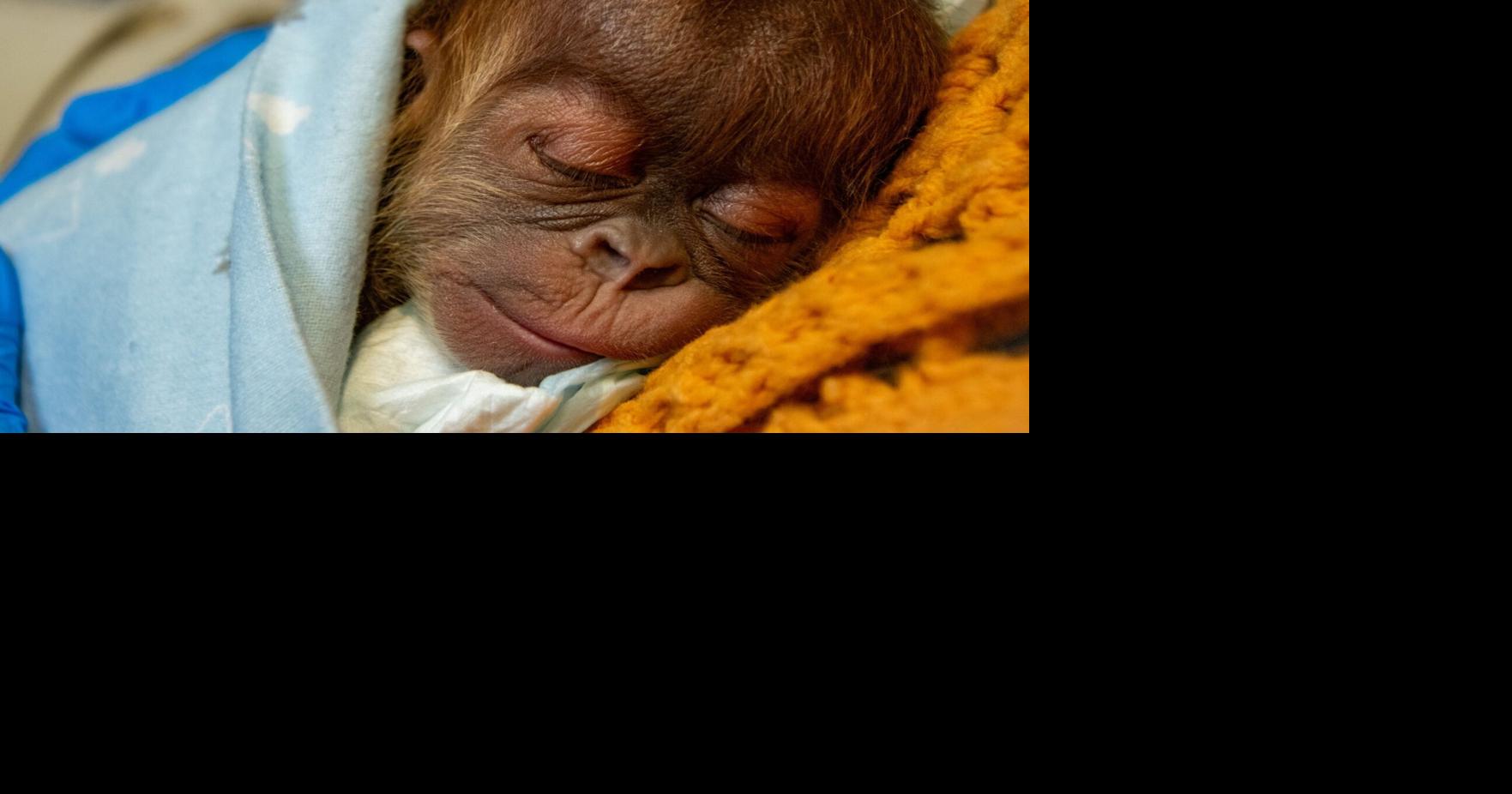 Beautiful baby orangutan born via rare C-section | National News ...