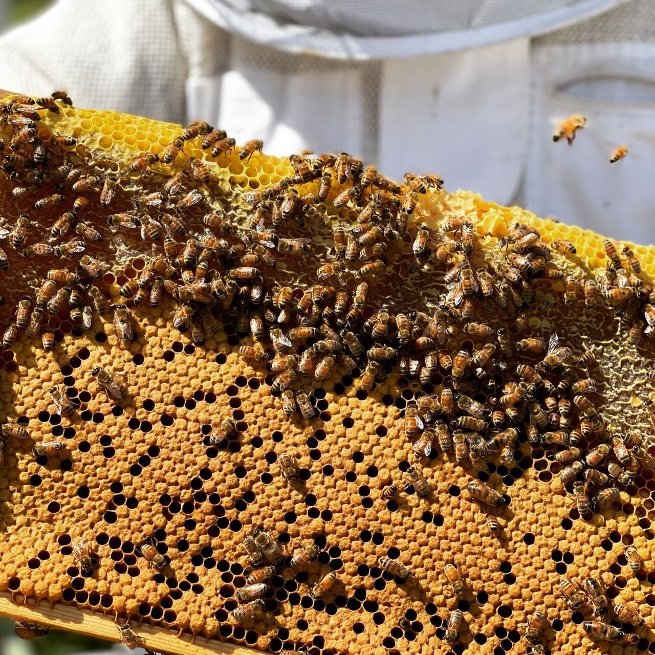 How honeybees make ‘baby food’ for their larvae | National News ...