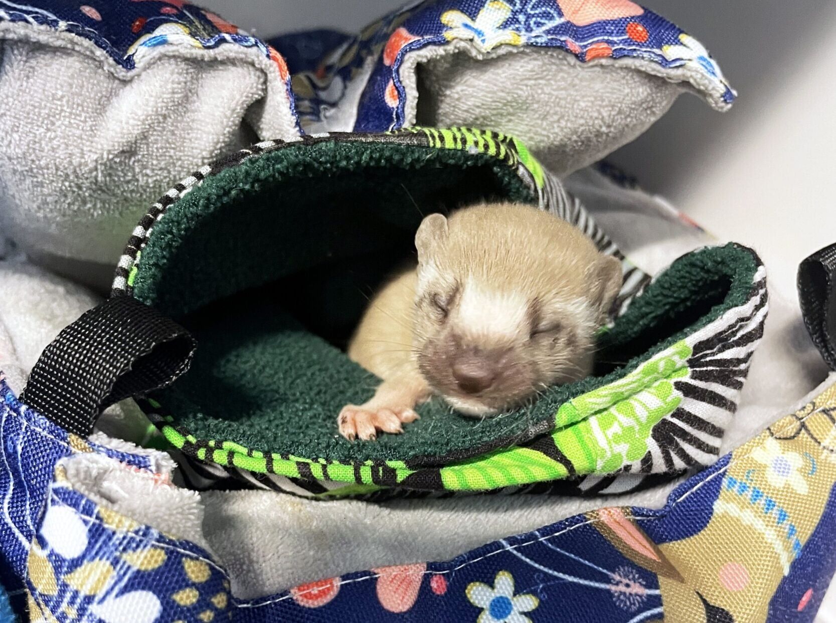 Orphaned weasel returns to wild after 70 days in care | National News ...