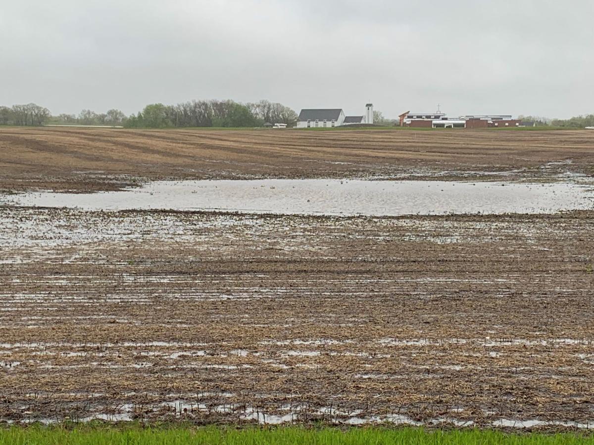 Wet Fields Keep Farmers at Bay | Local News | voiceofalexandria.com