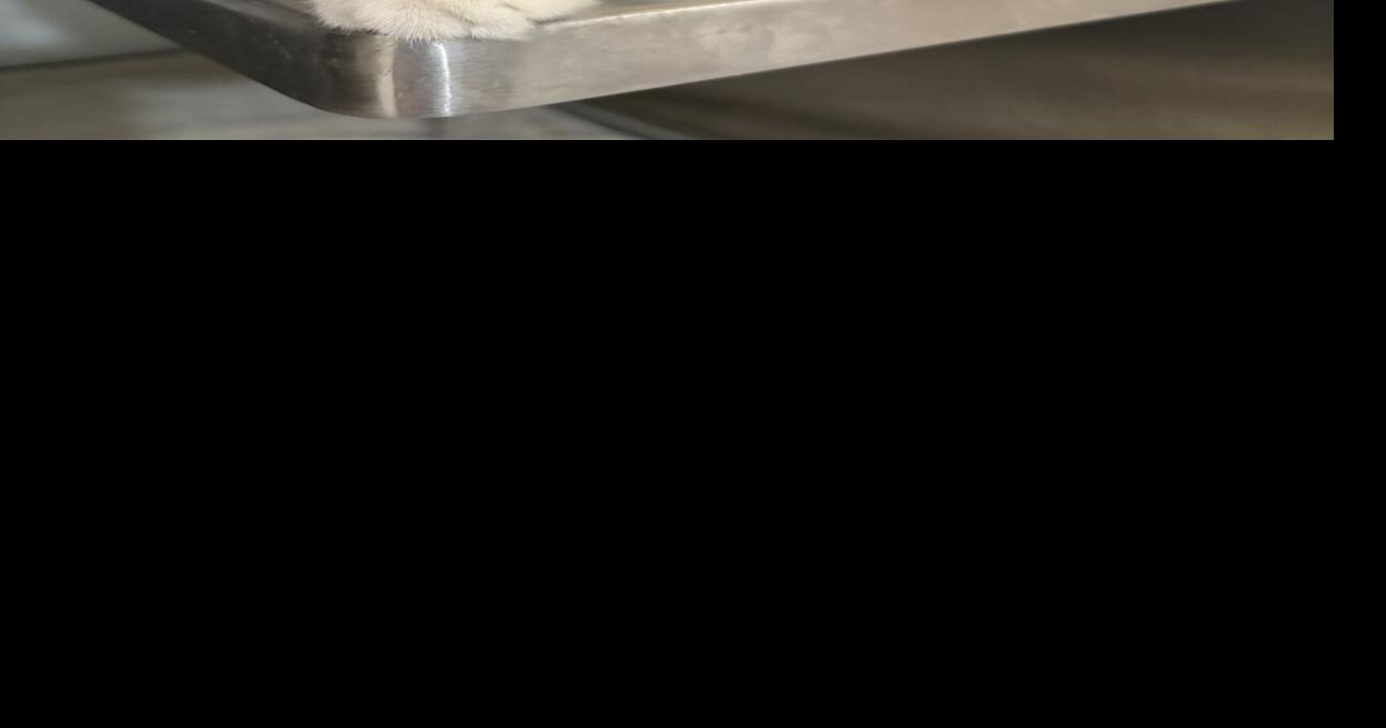 Rolo is up for adoption this week at the Pope County Humane Society ...