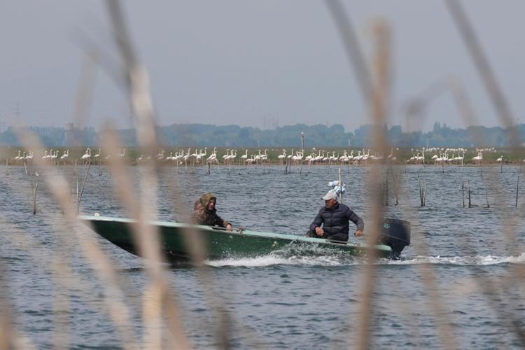 Venice’s growing flamingo population finds refuge in recovering ...