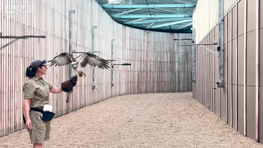 Osprey swoops gracefully after stint in raptor rehab | National News ...