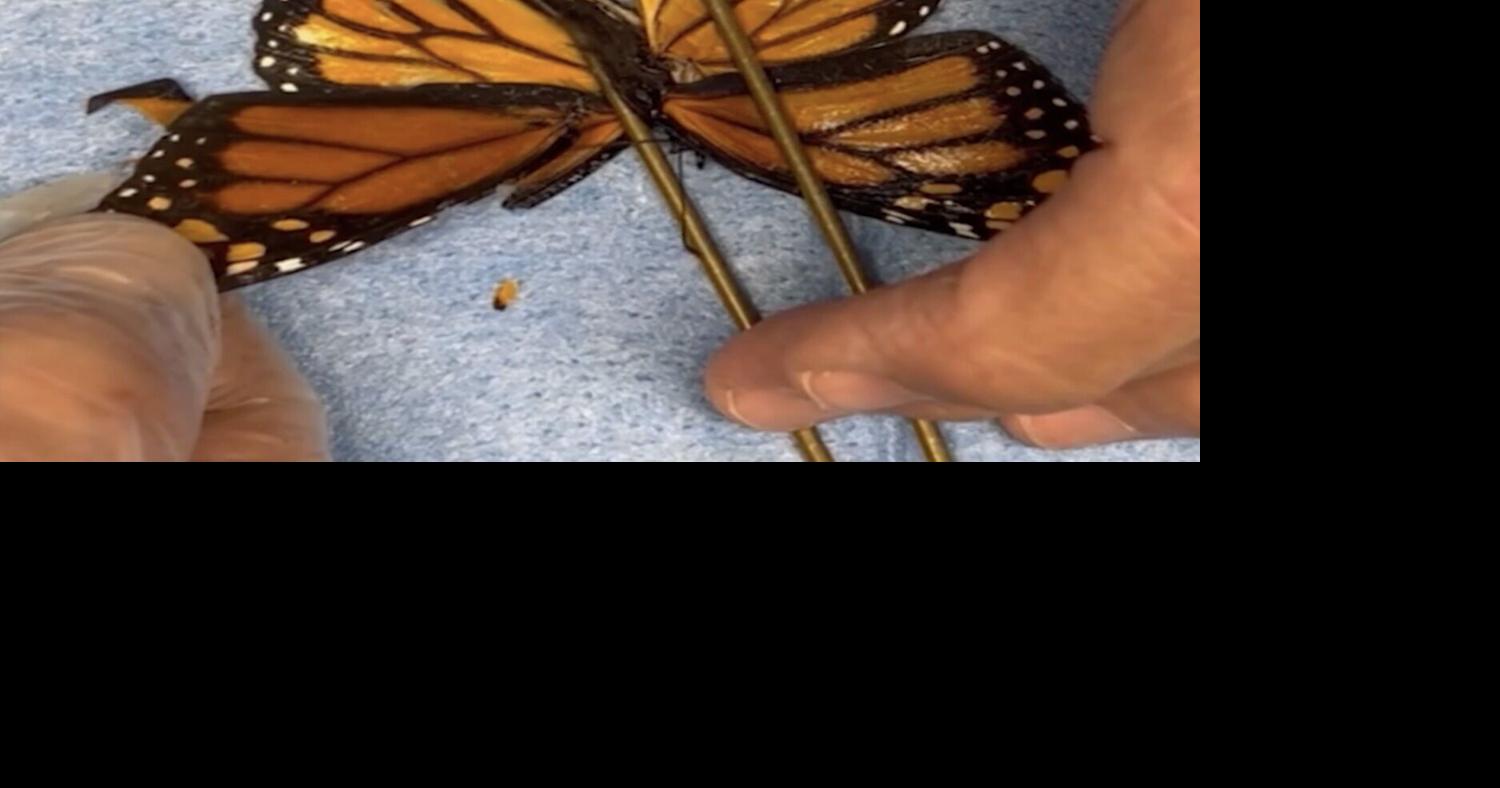 Hurt butterfly can fly again after miraculous wing transplant ...