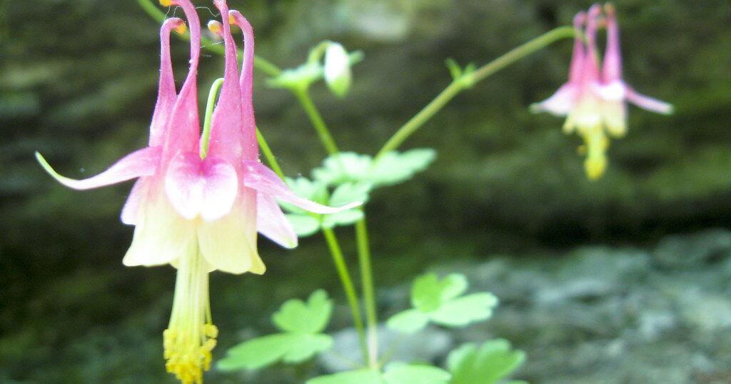 columbine.jpg | | Vox Magazine