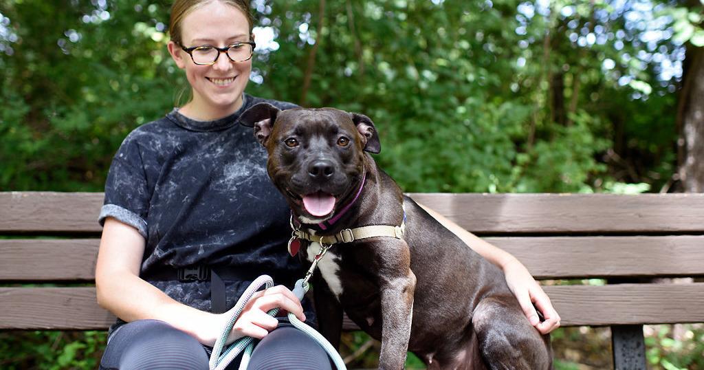 Bark vs. bite: A look at the stigma surrounding pit bulls | Magazine ...