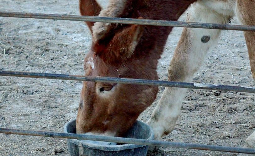 Behind the scenes: A look at the historic Missouri Mule Club | News ...