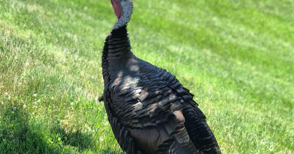 Turkey facts almost as fun as Tina himself | News & Features | Vox Magazine