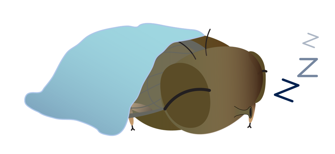 What's the buzz? Get the truth about six cicada myths | News & Features ...