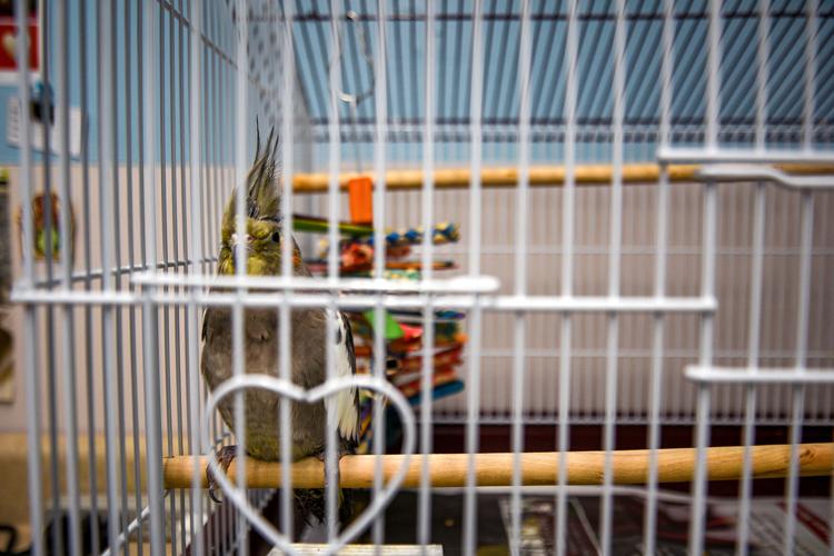 It's raining cats and dogs at overcrowded animal shelters in Columbia ...