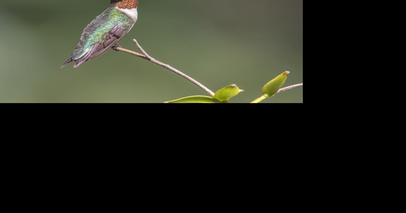 How to support biodiversity in Missouri and protect endangered ...