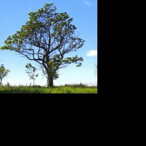 The evolution of environmental activism since the 1960s | Science ...