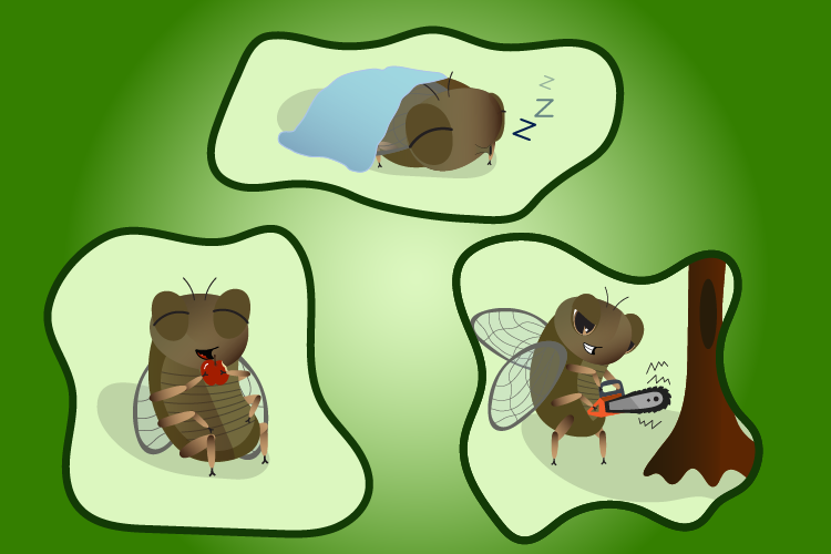 What's the buzz? Get the truth about six cicada myths | News & Features ...