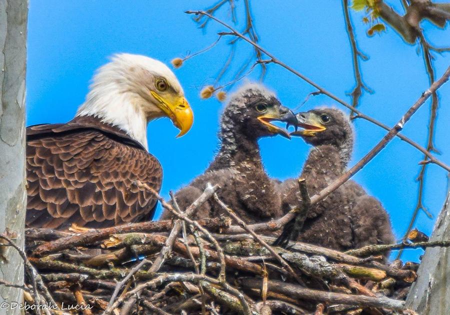 Where to see bald eagles in Columbia | News & Features | Vox Magazine