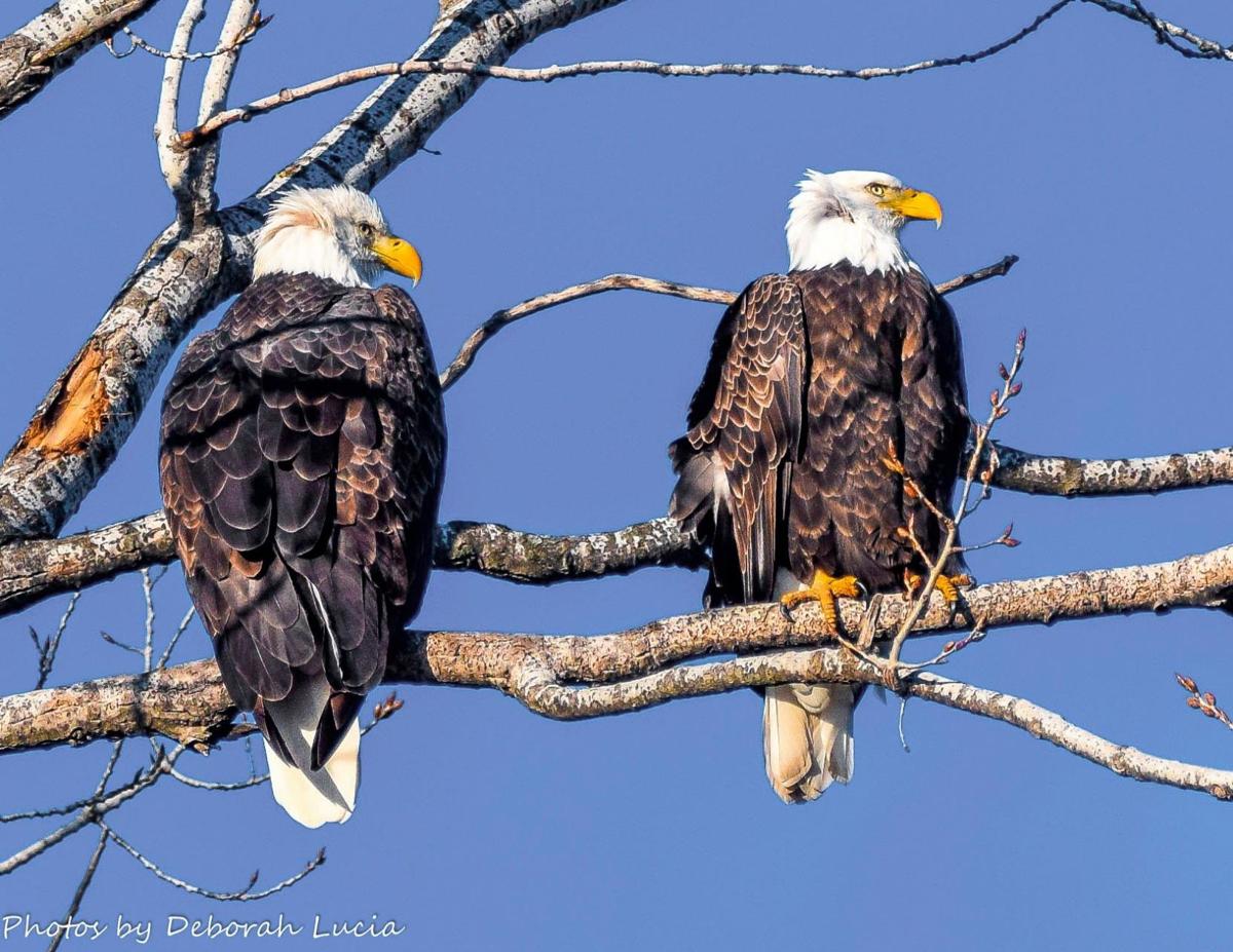 Where to see bald eagles in Columbia | News & Features | Vox Magazine