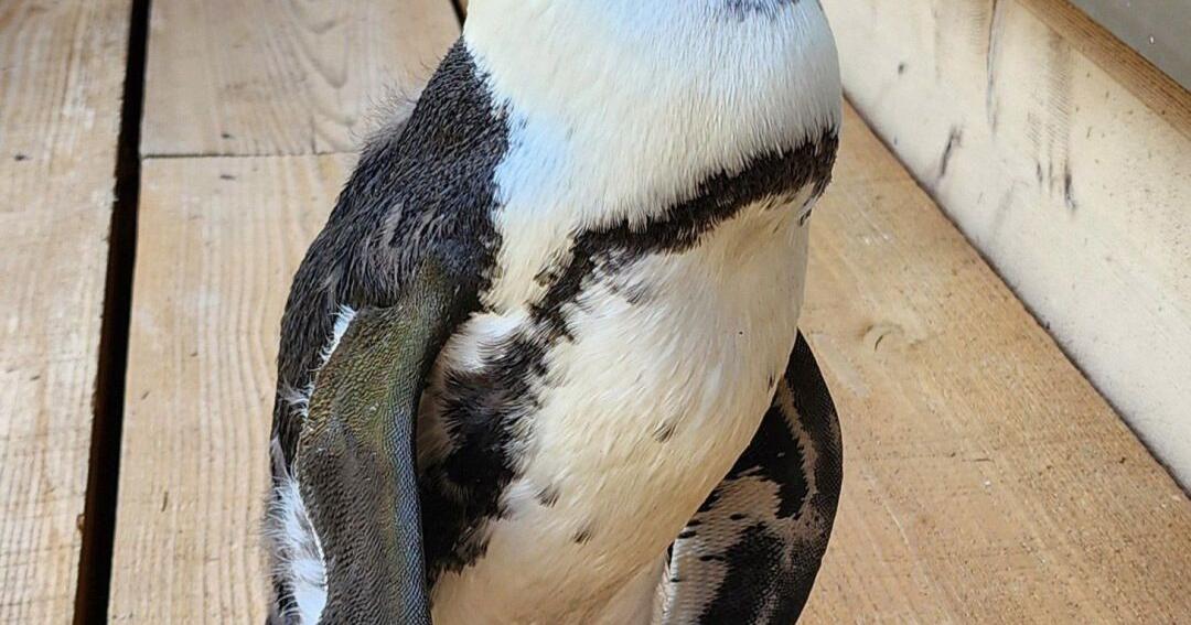 A runaway penguin spent two weeks missing at sea. A typhoon may have ...